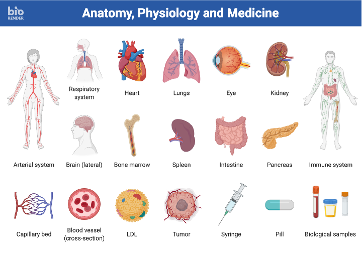 Icon Pack - Anatomy, Physiology and Medicine | BioRender Science Templates