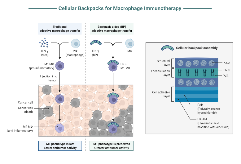 Cellular Backpacks for Macrophage Immunotherapy | BioRender Science ...