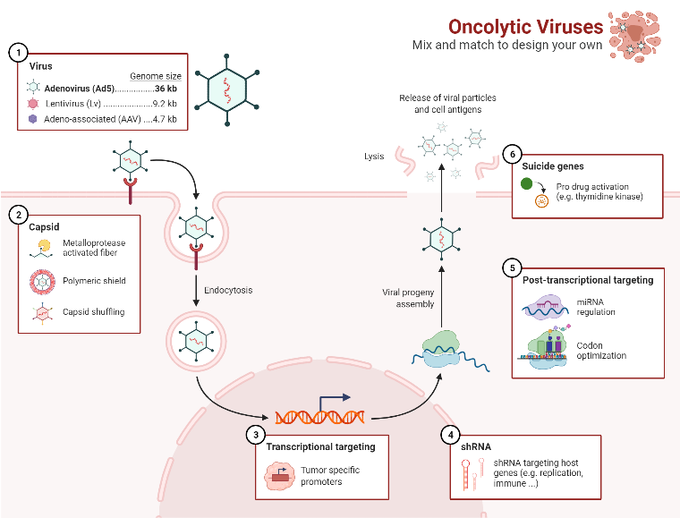 Oncolytic Viruses: Mix and Match to Design Your Own | BioRender Science ...