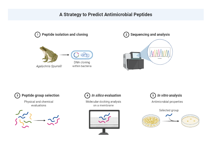 A Strategy to Predict Antimicrobial Peptides | BioRender Science Templates