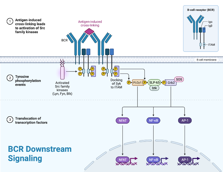 BCR Downstream Signaling | BioRender Science Templates