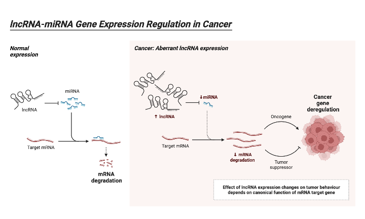 lncRNA-miRNA Gene Expression Regulation in Cancer | BioRender Science ...