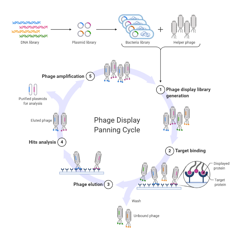 Phage Display Panning | BioRender Science Templates