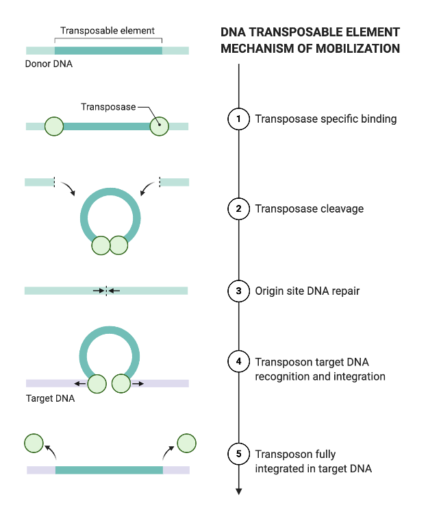 Mechanism of Transposable Mobilization | BioRender Science Templates