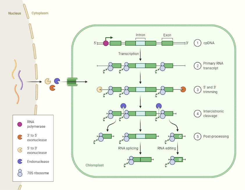 Chloroplast Genetic Expression | BioRender Science Templates