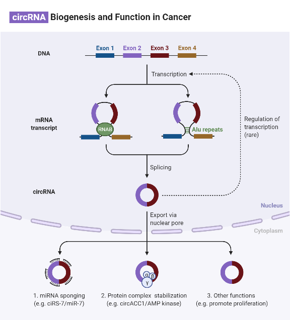 circRNA in Cancer | BioRender Science Templates
