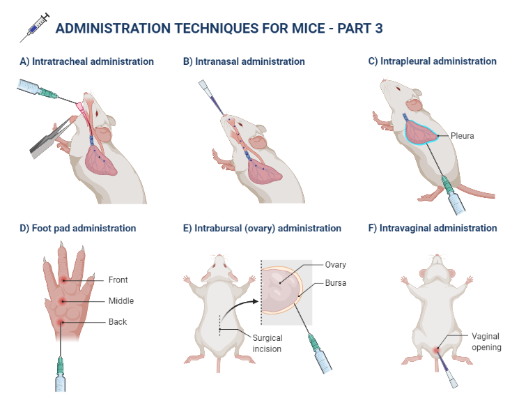 Administration Techniques for Mice - Part 3 | BioRender Science Templates