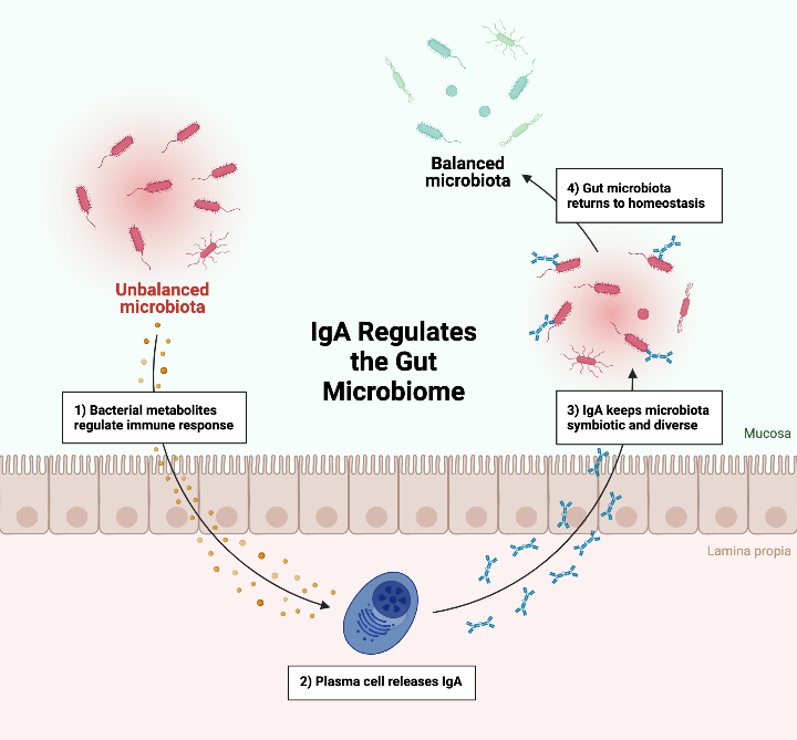 IgA Role in Maintaining Colonic Homeostasis | BioRender Science Templates