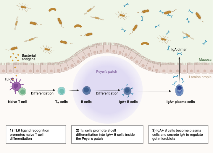 IgA-mediated Gut Microbiota Regulation | BioRender Science Templates