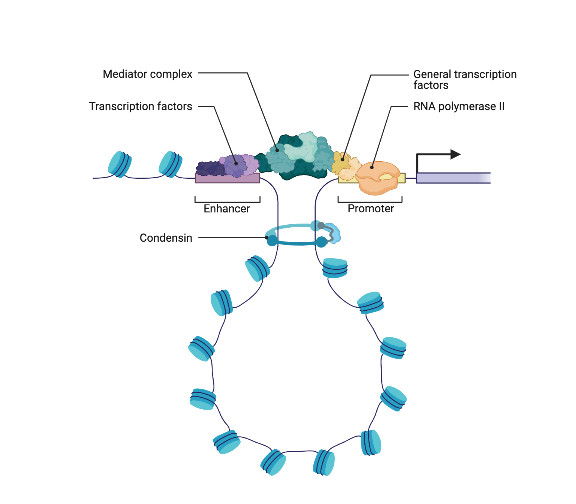 DNA Looping in Transcriptional Regulation | BioRender Science Templates