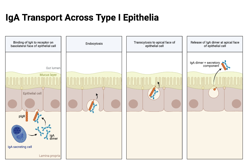 IgA Transport Across Type I Epithelia | BioRender Science Templates