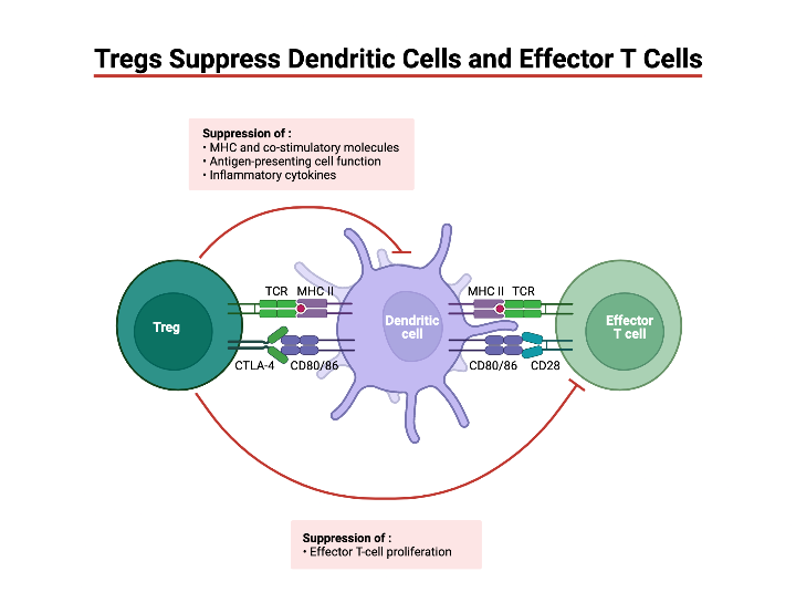 Tregs Suppress Dendritic Cells and Effector T Cells | BioRender Science ...