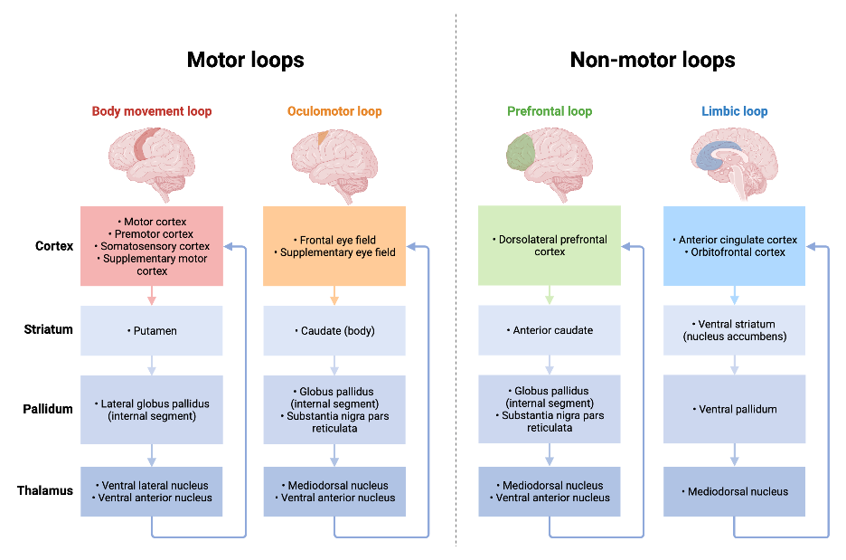 Basal Ganglia Motor and Non-motor Loops | BioRender Science Templates