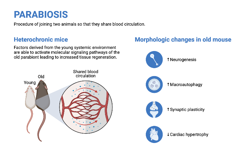 Parabiosis | BioRender Science Templates
