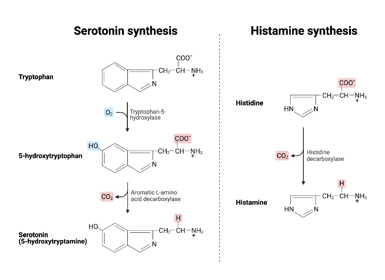 Synthesis of Serotonin and Histamine | BioRender Science Templates
