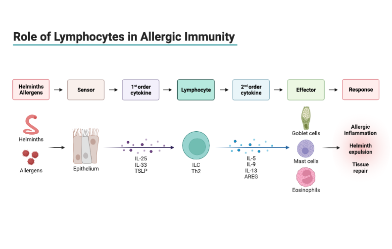 Role of Lymphocytes in Allergic Immunity | BioRender Science Templates