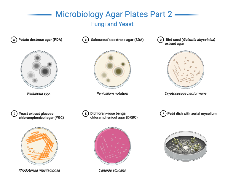 How To Read Microbiology Plates at Alfred Wilford blog