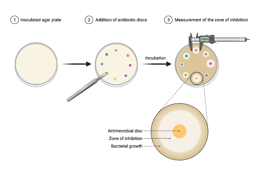 Antibiotic Sensitivity Test | BioRender Science Templates