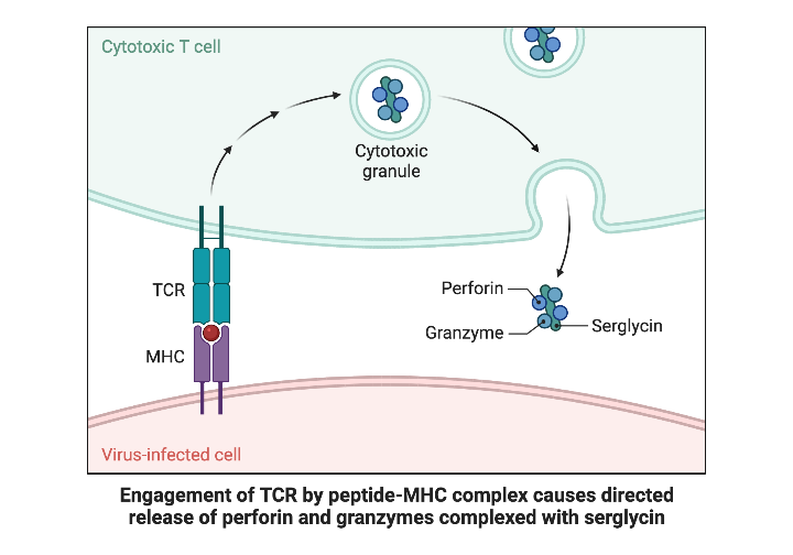 TCR-Induced Release of Perforin and Granzyme | BioRender Science Templates