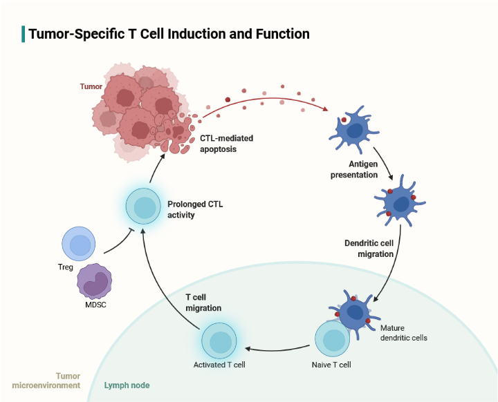 Tumor-Specific T Cell Induction and Function | BioRender Science Templates