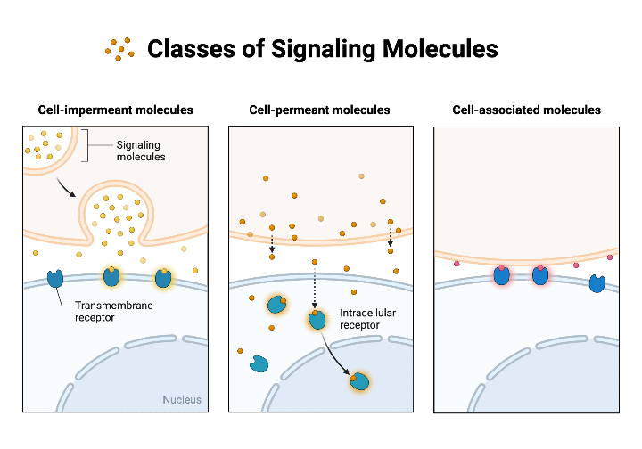 Classes of Signaling Molecules | BioRender Science Templates