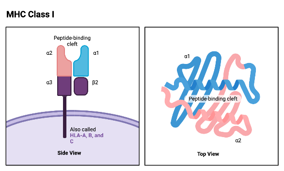 MHC Class I | BioRender Science Templates