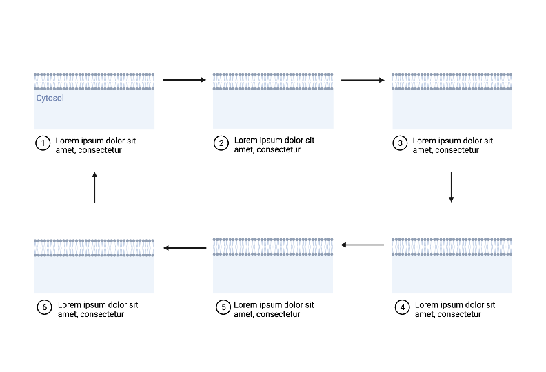 Cell Membranes Cycle (Layout 3x2) | BioRender Science Templates