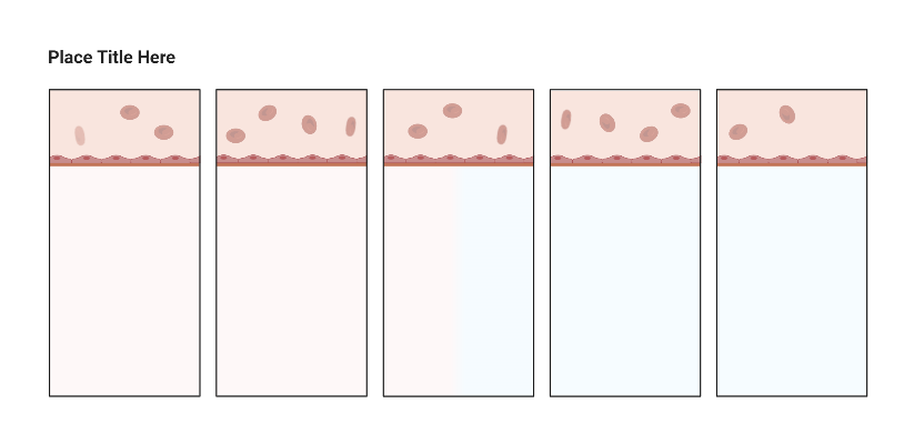 Blood Vessel and Interstitium (Layout 5x1) | BioRender Science Templates