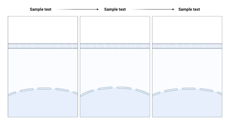 Plasma Membrane and Cytoplasm (Layout 3x1) | BioRender Science Templates