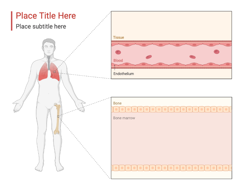 Lung Vasculature and Bone Marrow with Callouts (Layout) | BioRender ...