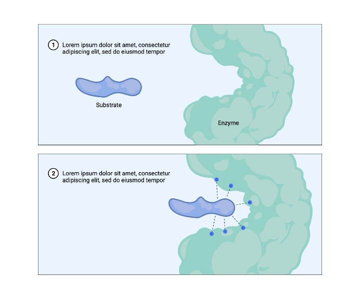 Protein-ligand Interaction (Layout) | BioRender Science Templates