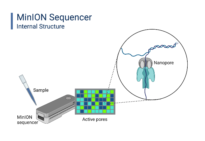 MinION Sequencer Internal Structure | BioRender Science Templates