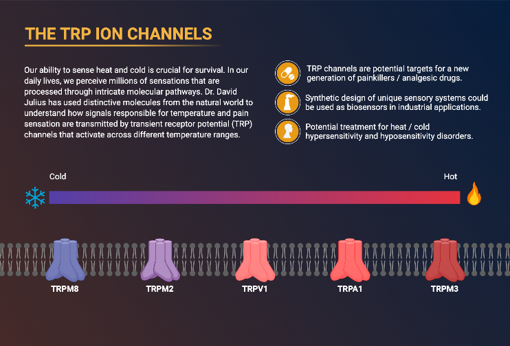 The TRP Ion Channels | BioRender Science Templates