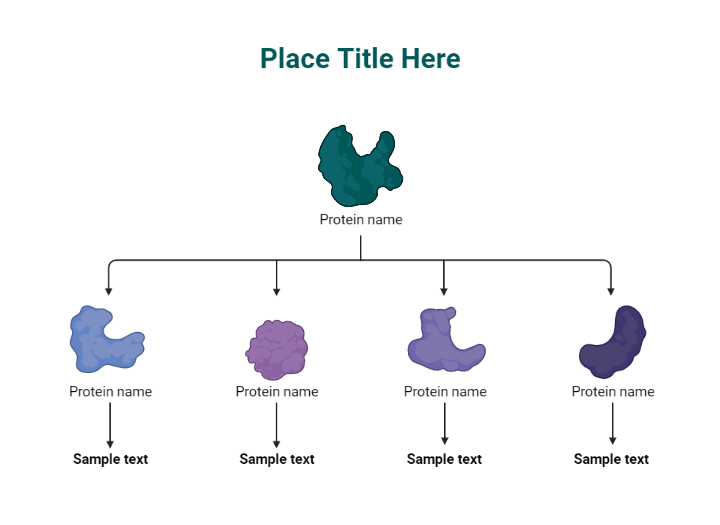 Protein Regulation Pathways (Layout) | BioRender Science Templates