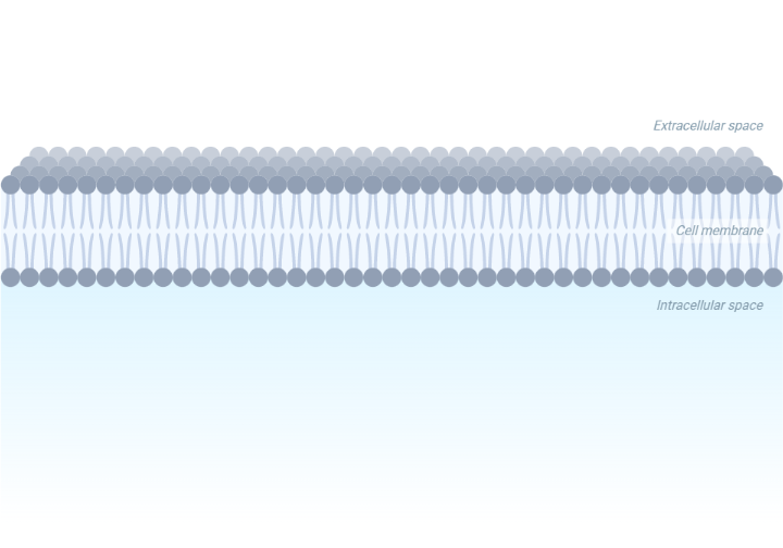 3D Membrane (Layout) | BioRender Science Templates