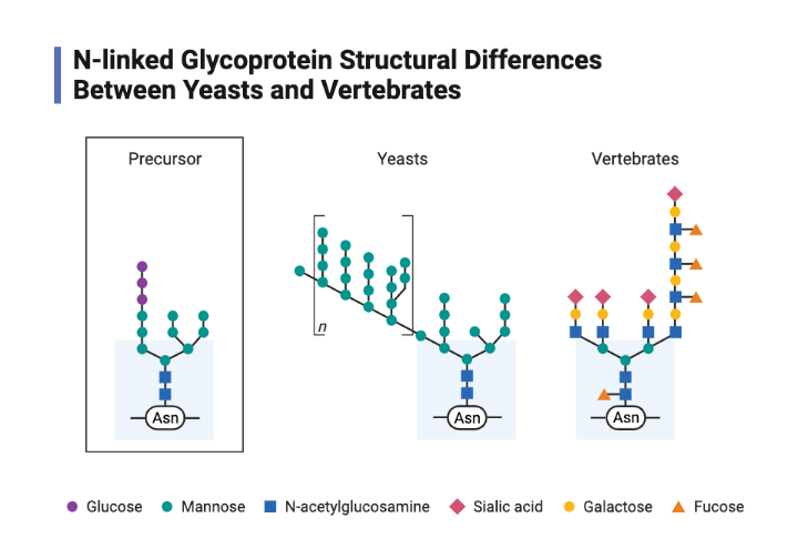 N-linked Glycoprotein Structural Differences Between Yeasts and ...