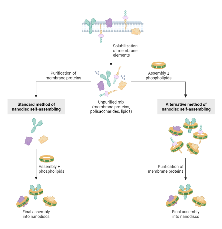 Assembling Membrane Proteins into Nanodiscs | BioRender Science Templates