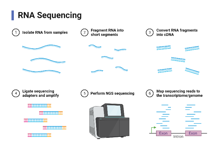 RNA Sequencing | BioRender Science Templates RNA Sequencing | BioRender Science Templates