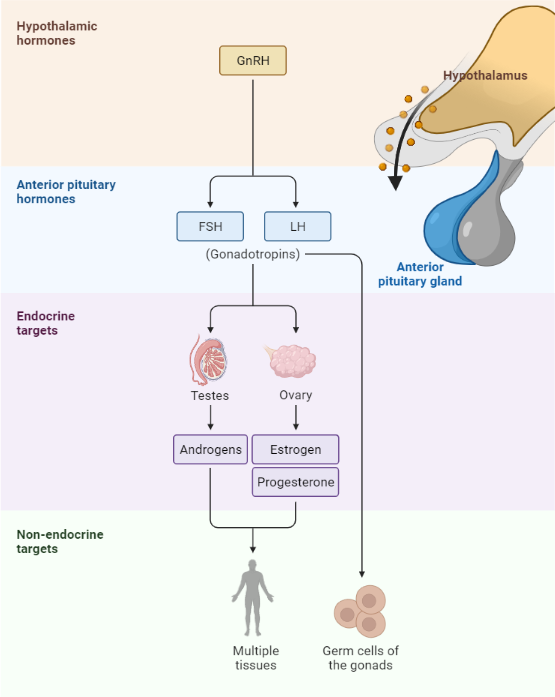 The Effects of GnRH and Gonadotropin Secretion | BioRender Science ...