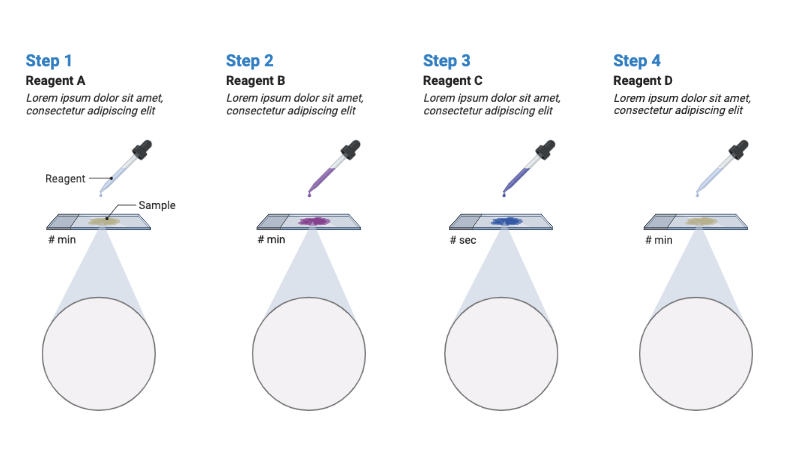 Protocol with Slides (Layout 4x1) | BioRender Science Templates