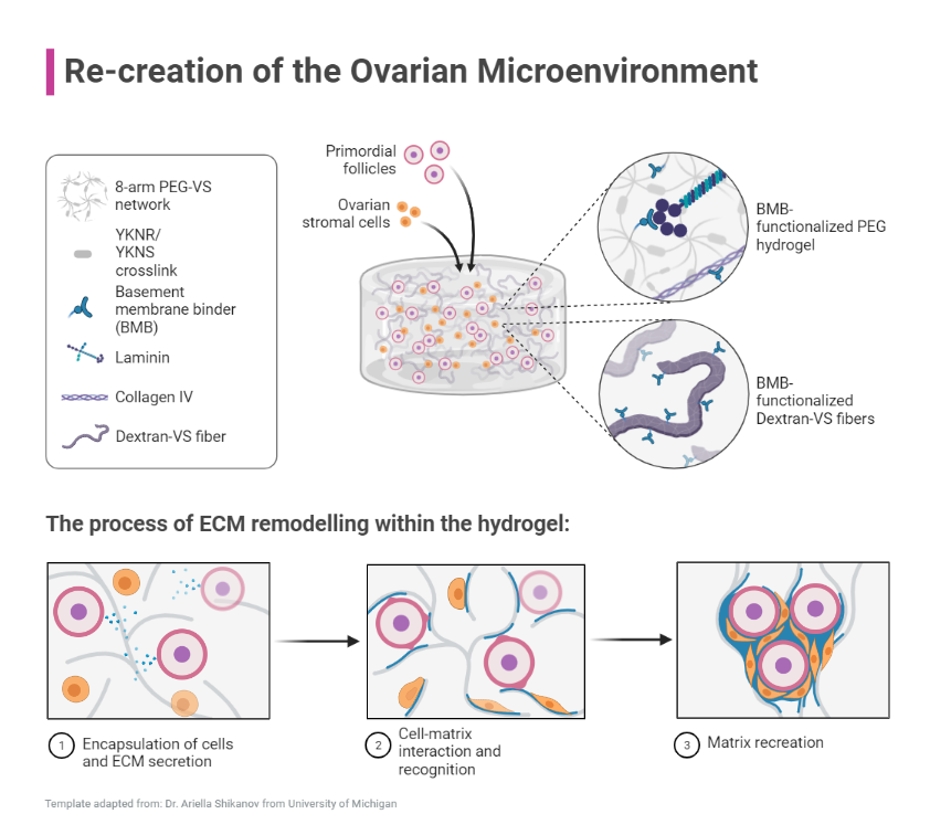 Re-creation of the Ovarian Microenvironment | BioRender Science Templates