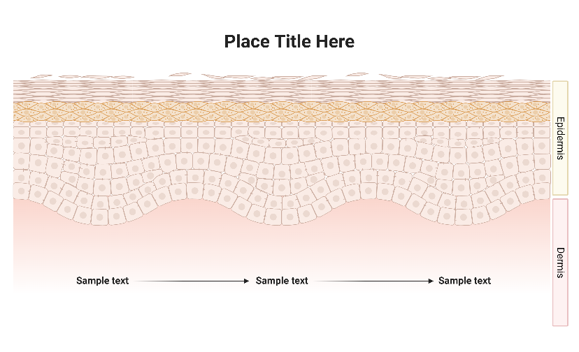 Skin (Layout) | BioRender Science Templates