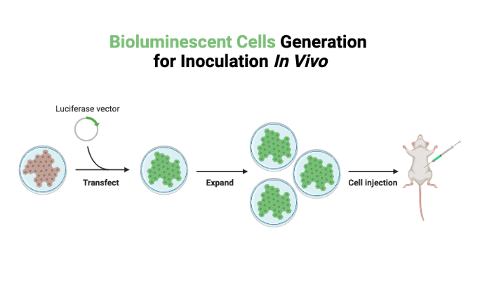 Bioluminescent Cells Generation for Inoculation In Vivo | BioRender ...
