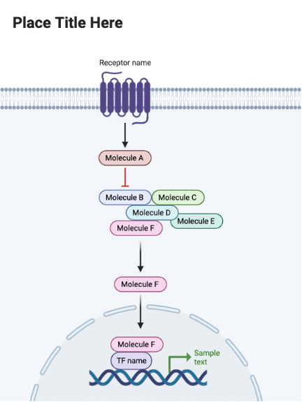 GPCR Molecular Pathway (Layout) | BioRender Science Templates