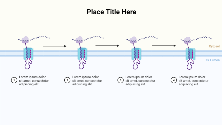 Protein Modification in the Endoplasmic Reticulum (Layout) | BioRender ...