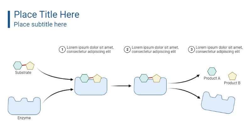 Enzymatic Mechanism (Layout) | BioRender Science Templates