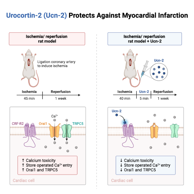 Urocortin-2 (Ucn-2) Protects Against Myocardial Infarction | BioRender ...