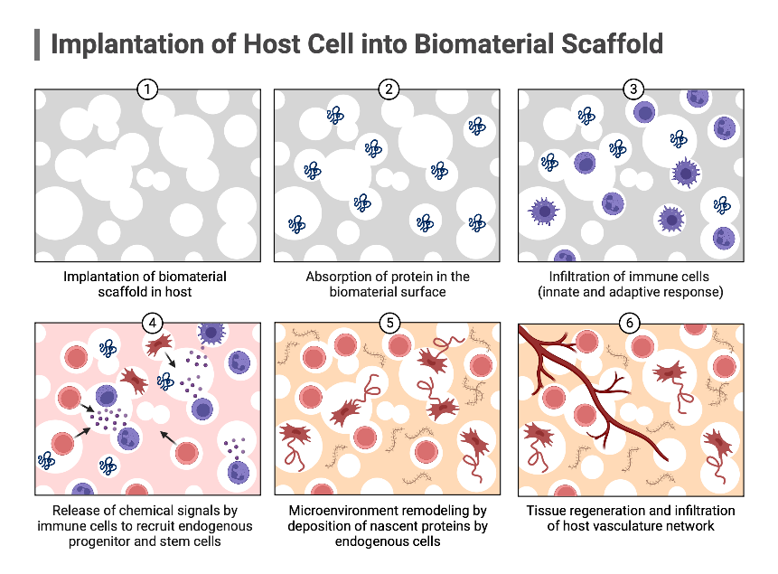 Implantation of Biomaterials for Tissue Regeneration | BioRender ...