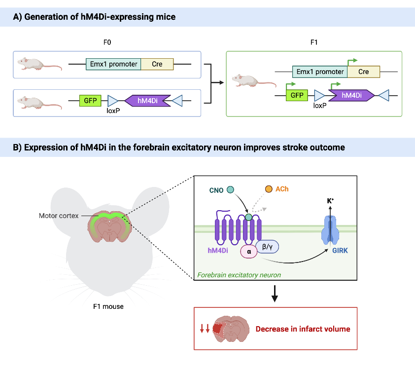 Chemogenetics in the Treatment of Stroke | BioRender Science Templates