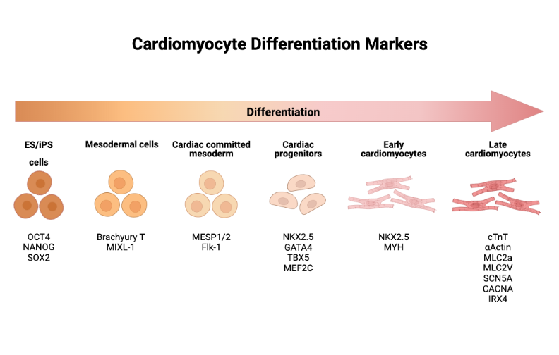 Cardiomyocyte Differentiation Markers | BioRender Science Templates